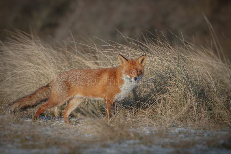 Sly fox in the grass stock photo. Image of brown, canidae - 48814574