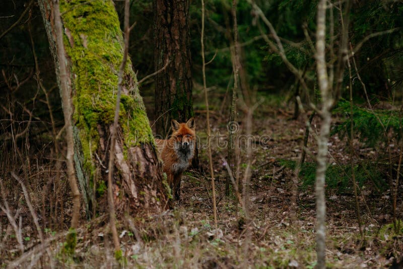 The Sly Fox in the National Park Stock Photo - Image of animal, hair ...