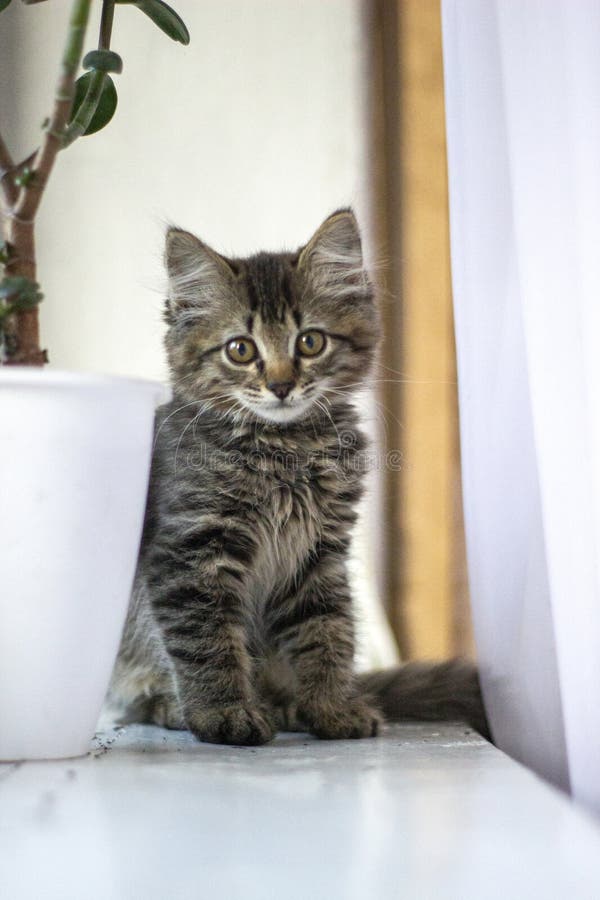 A sly look cat stock image. Image of photograph, nature - 348830439