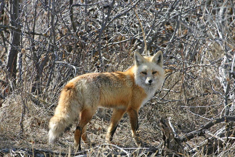 Sly old fox stock image. Image of woods, scrub, fall, autumn - 3974997