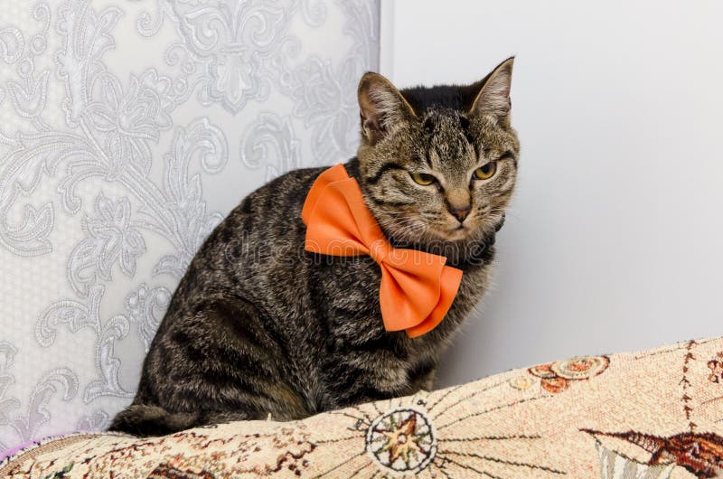 Sly Tabby Cat with a Bow Around His Neck Stock Image - Image of kitten ...
