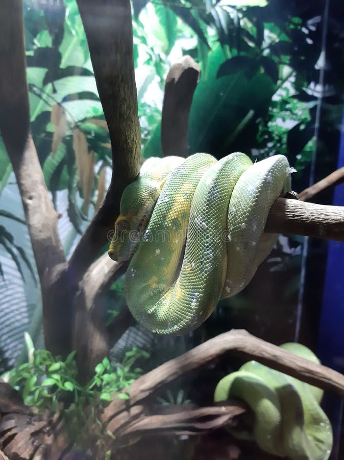 Slytherin Green Snake /vibora Verde Stock Photo - Image of vibora ...