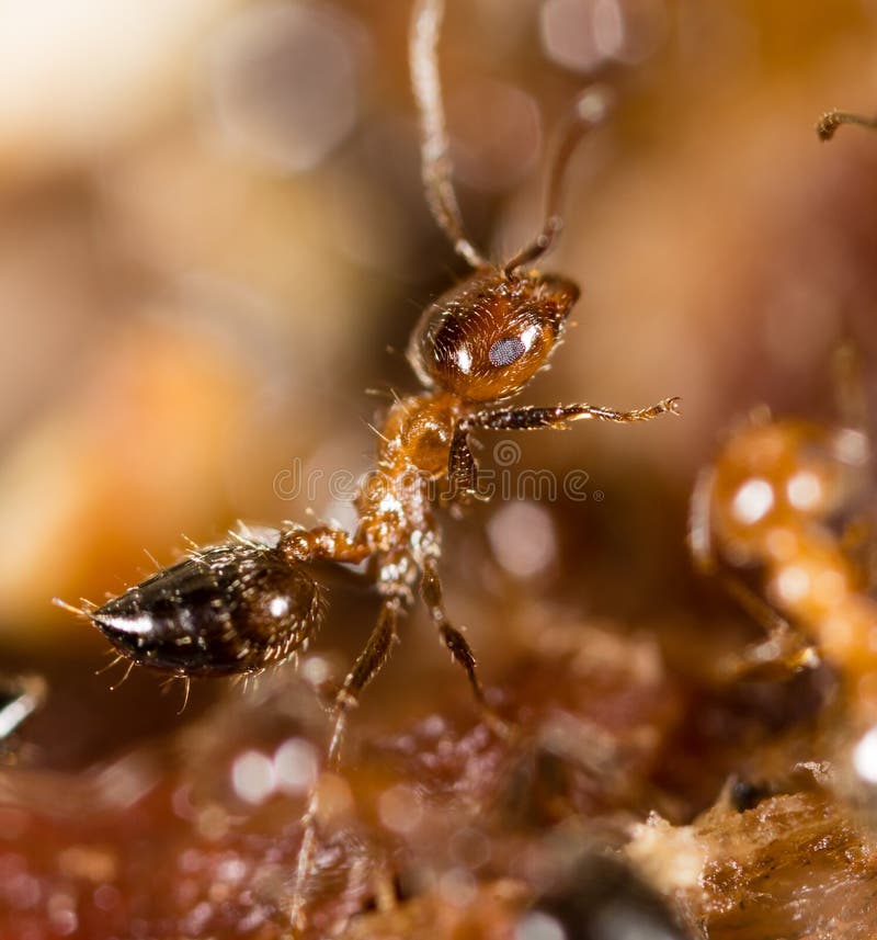 Krig av myror i natur fotografering för bildbyråer. Bild av rede - 93149531