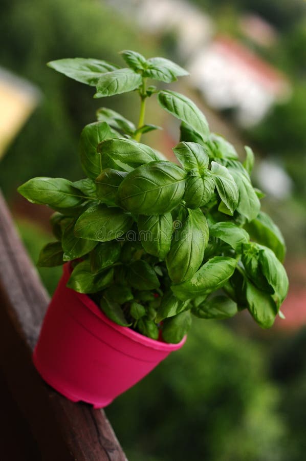 Basilicum - Ocimum Basilicum Stock Foto - Image of aromatisch, groen ...