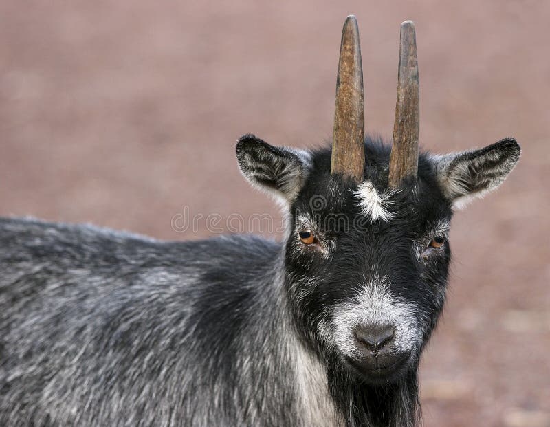 Smal cute goat stock photo. Image of smiling, cute, looking - 67201828