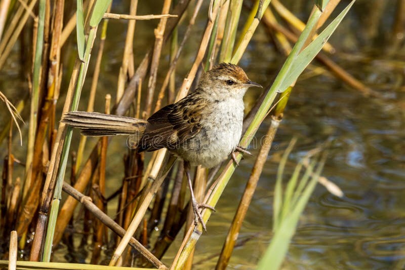 Little Grassbird in Victoria Australia Stock Image - Image of australia ...