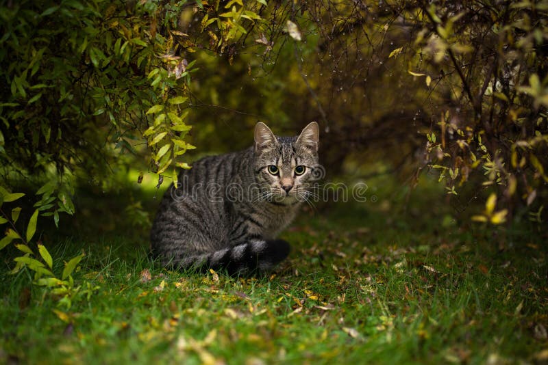 Small Adorable Cat in Under the Tree Branches Stock Image - Image of ...
