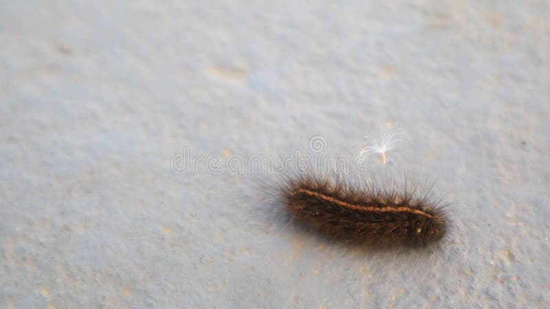 Cute little caterpillar stock photo. Image of growth - 259518630