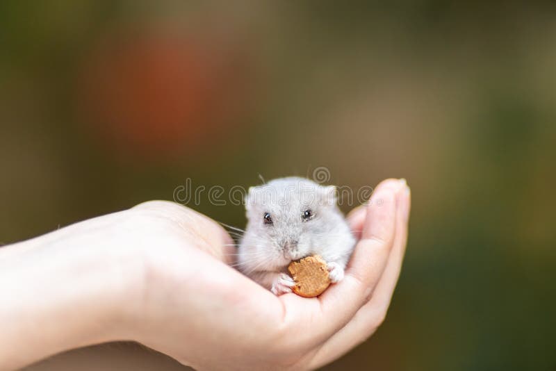A Small and Adorable Hamster Stock Photo - Image of hand, closeup ...