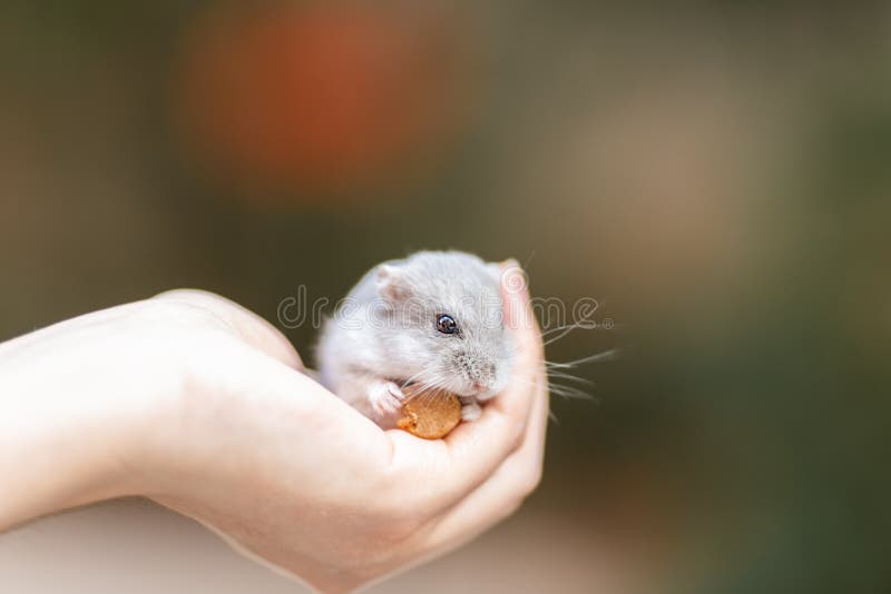 A Small and Adorable Hamster Stock Image - Image of cute, beautiful ...