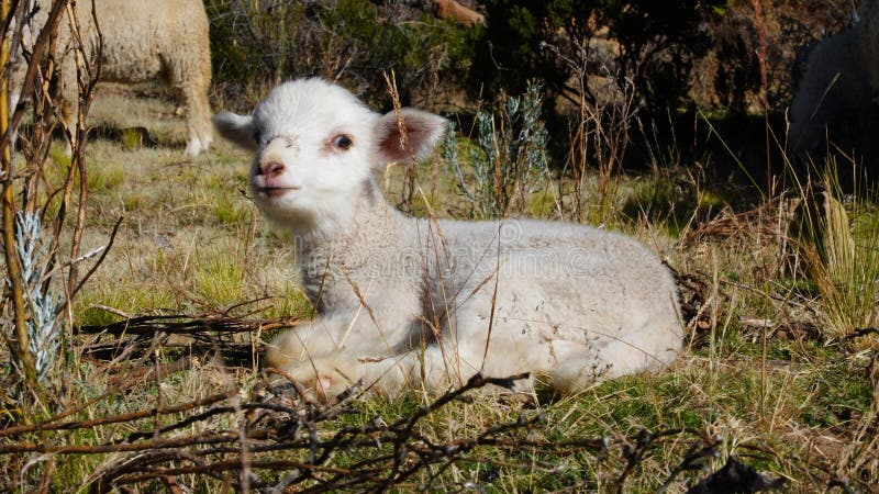 Small Adorable Young White Lamb Stock Photo - Image of offspring ...