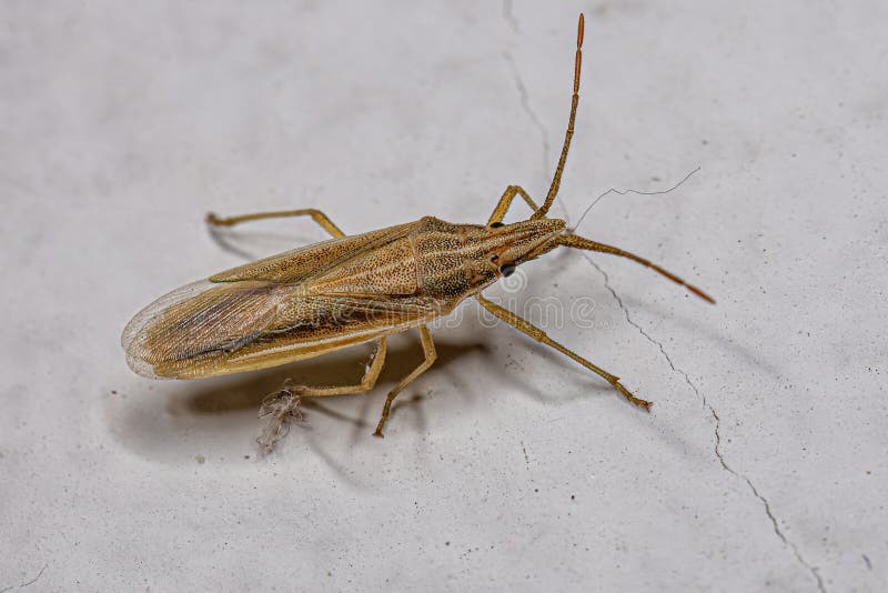 Small Adult Stink Bug stock photo. Image of natural - 263480372
