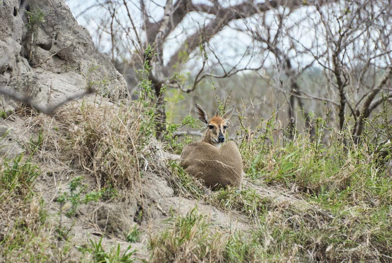Small African Antelope Lying in the Bush Stock Image - Image of lying ...