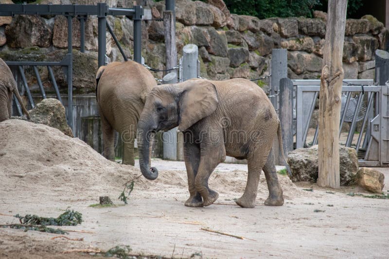 Small African Elephant in the Vienna Zoo Stock Photo - Image of large ...