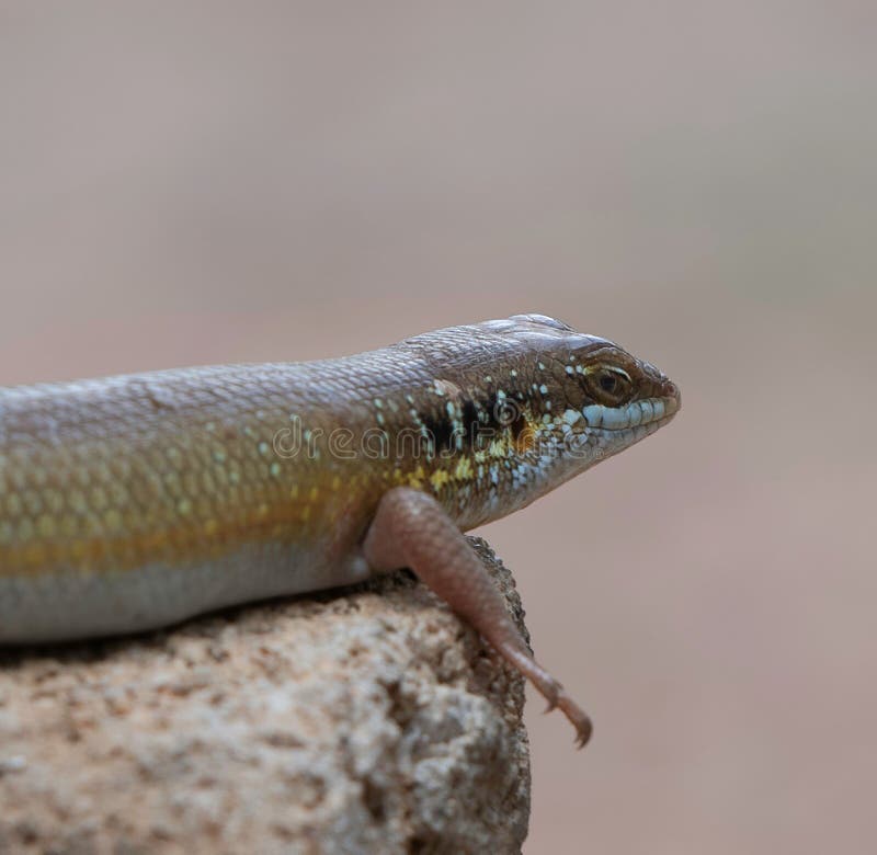 Sunbathing lizard close up stock photo. Image of alertness - 283444124