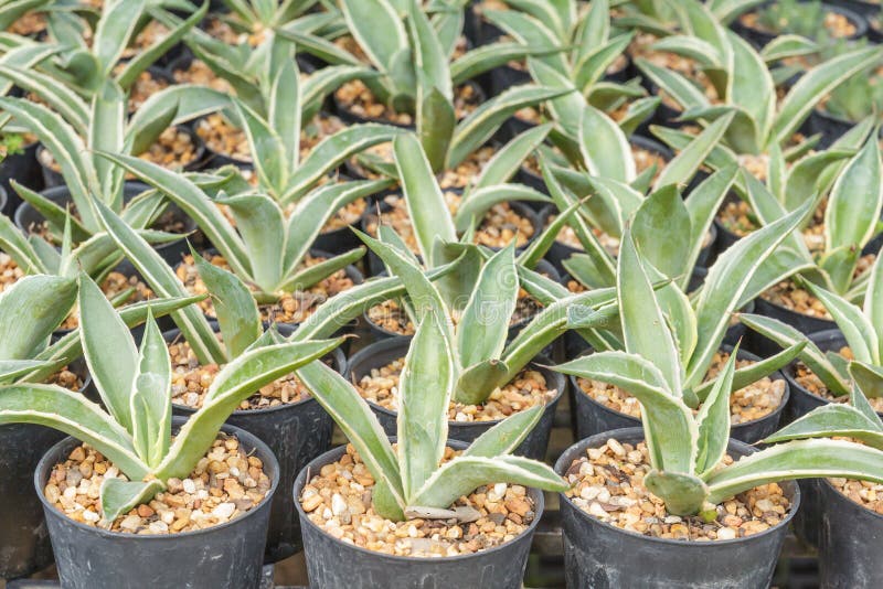 Small Agave in Plant Cultivation. Stock Image - Image of thorn, soil ...