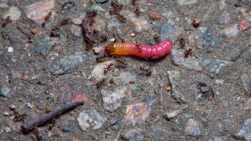 Small Aggressive Ants Attack a Butterfly Caterpillar and Bite it Stock ...