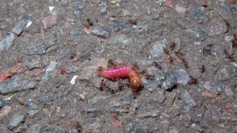 Small Aggressive Ants Attack a Butterfly Caterpillar and Bite it Stock ...