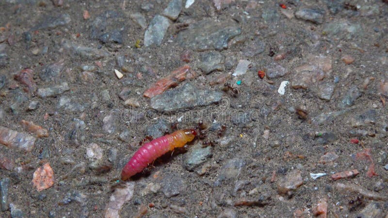 Small Aggressive Ants Attack a Butterfly Caterpillar and Bite it Stock ...