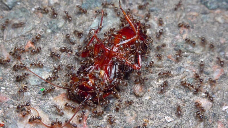 Small Aggressive Ants Attack a Large Black Live Cockroach at Night and ...
