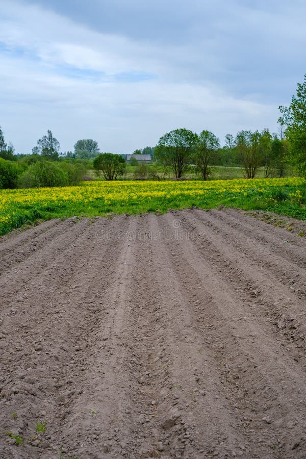 Small Agriculture Field with Plow Marks Stock Photo - Image of crop ...