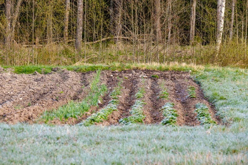 Small Agriculture Field with Plow Marks Stock Photo - Image of natural ...