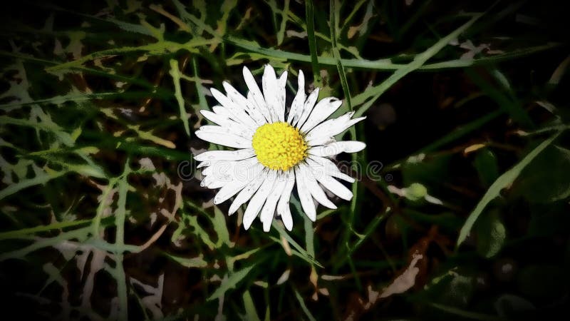 Small Flower in the Big World Stock Photo - Image of small, world ...