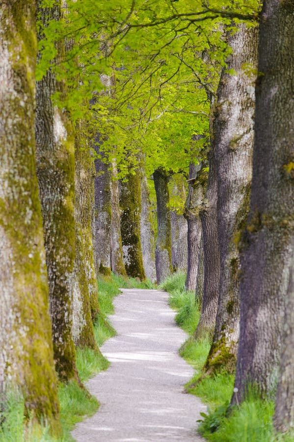 Small Footpath through Oak Tree Alley Stock Photo - Image of ...