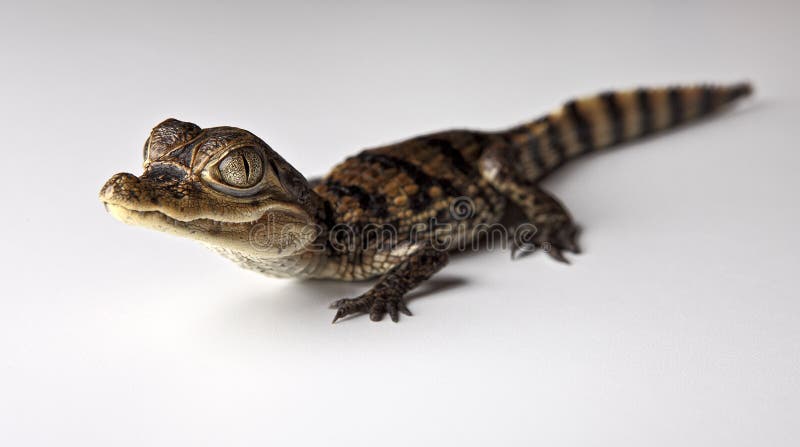 Small Alligator Crocodile in Studio Quality Stock Photo - Image of ...