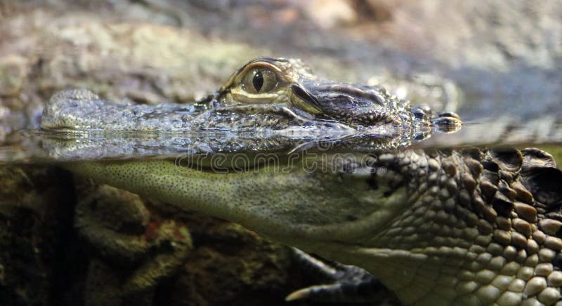 Small Alligator in Fresh Water Pond Stock Photo - Image of nature, feet ...