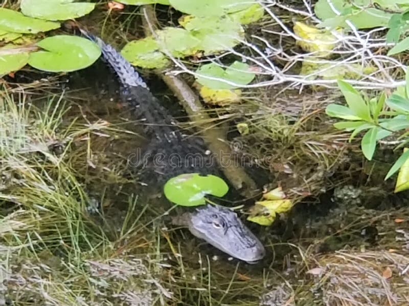 Alligator Under a Cypress Tree Stock Photo - Image of state, float ...
