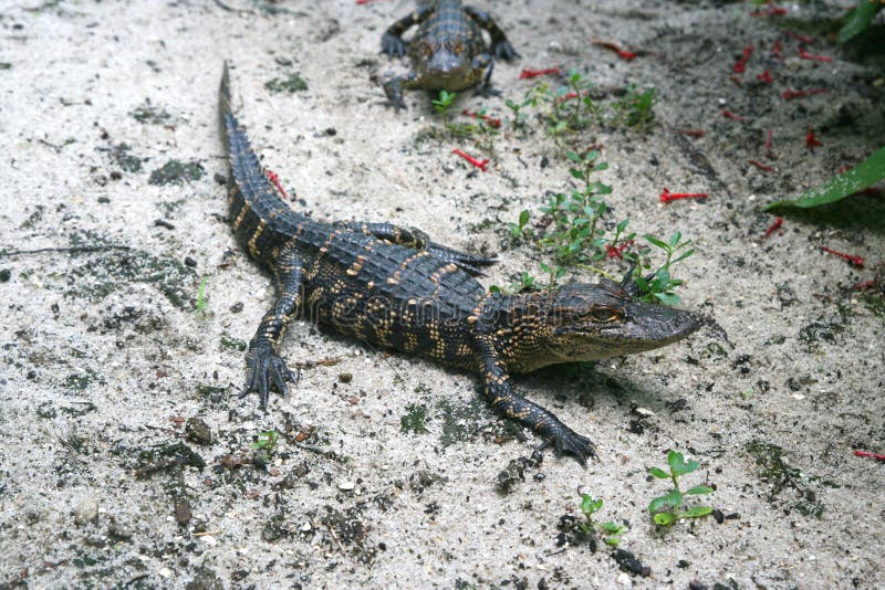 Small Alligators stock photo. Image of tropical, animal - 219847438