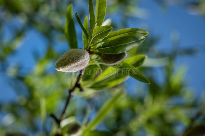 Small Almond Nut Developing on Tree Stock Photo - Image of green, corse ...