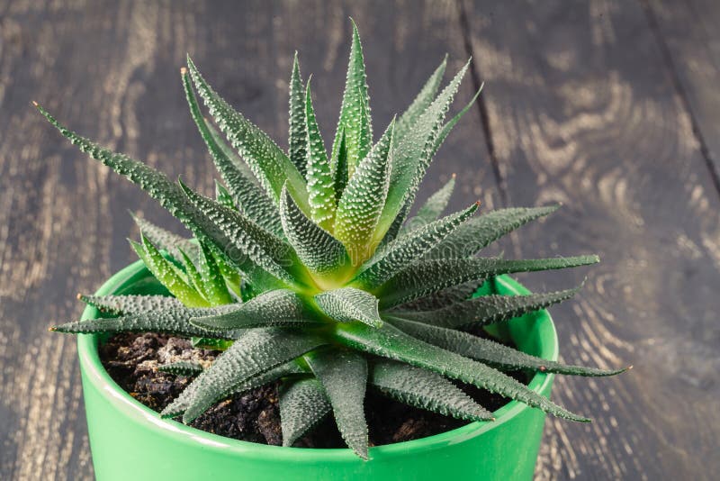 Small Aloe on Table, Close Up View Stock Photo - Image of cure, care ...
