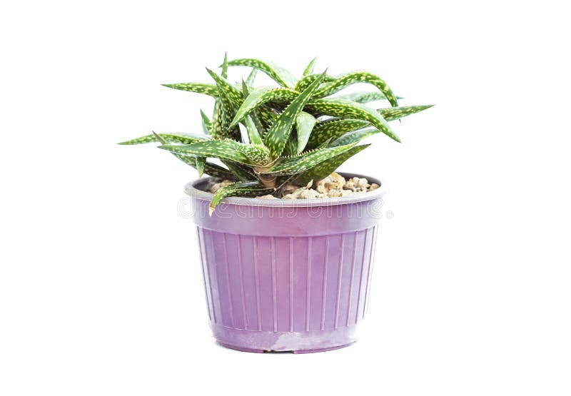 Small Aloe Vera on a White Background. Stock Photo - Image of natural ...