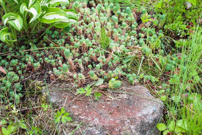 Small Alpine Slide with Growing Plants Stock Photo - Image of fragility ...