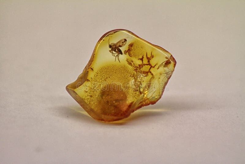 Small Amber with with an Insect Inside Stock Image - Image of white ...