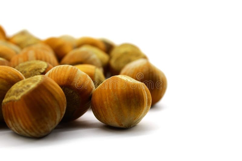 Small Dark Brown Hazelnut on White Background Stock Image - Image of ...