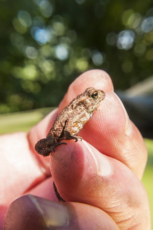 Common Toad Sitting On Human Finger Stock Image - Image of impediment ...