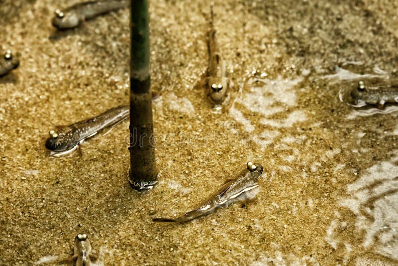 Small Amphibious Fish with Large Eyes in the Sand Stock Image - Image ...