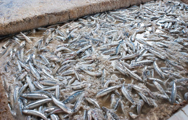 Small Anchovy stock image. Image of heap, cuisine, glass - 100008383