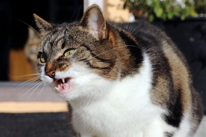 A Small Angry Cat Makes a Funny Face Stock Image - Image of curiosity ...