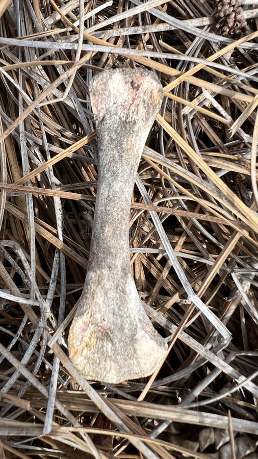 Small Animal Bone in Field Laying in Field. Stock Photo - Image of ...