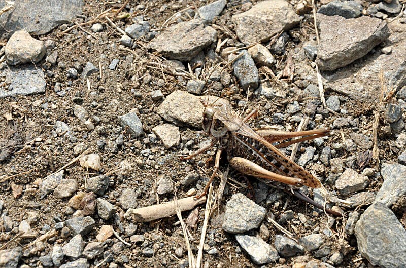 Small Animal Brown Grasshopper Stock Photo - Image of rock, insect ...