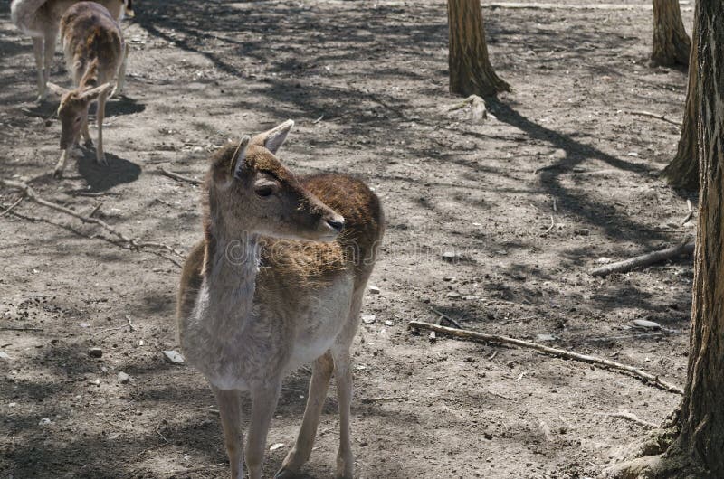 Small animal deer stock image. Image of sunny, wild, tree - 91052911