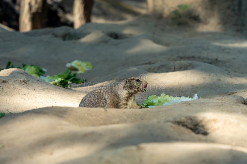A Small Animal Eats Salad on the Sand. Stock Photo - Image of burrow ...