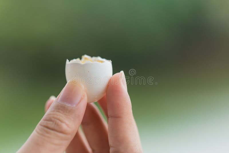 Small Animal Egg Shall Hatching. Stock Photo - Image of nature, life ...