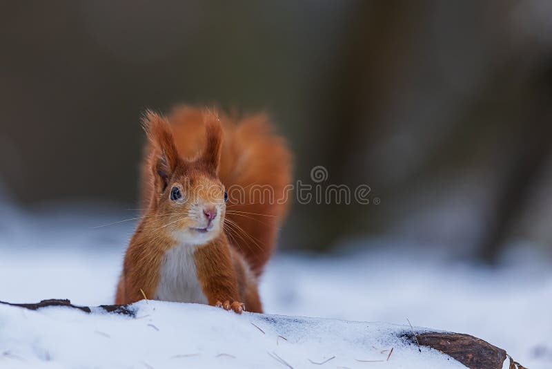 Small Animal Eurasian Red Squirrel Sciurus Vulgaris Close Up View Stock ...