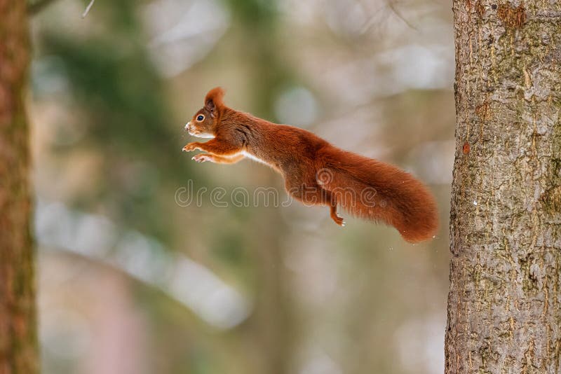 Small Animal Eurasian Red Squirrel Sciurus Vulgaris in the Jump between ...