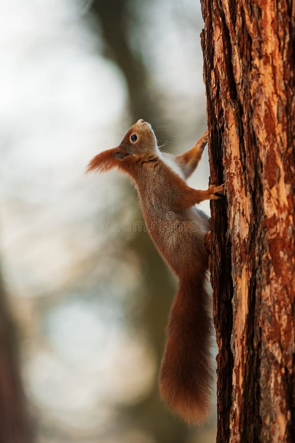 Small Animal Eurasian Red Squirrel (Sciurus Vulgaris) Running Up a Tree ...